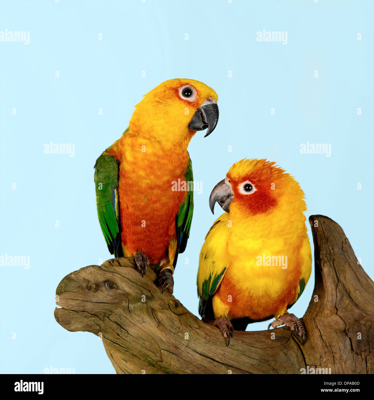 Conure hi-res stock photography and images - Alamy