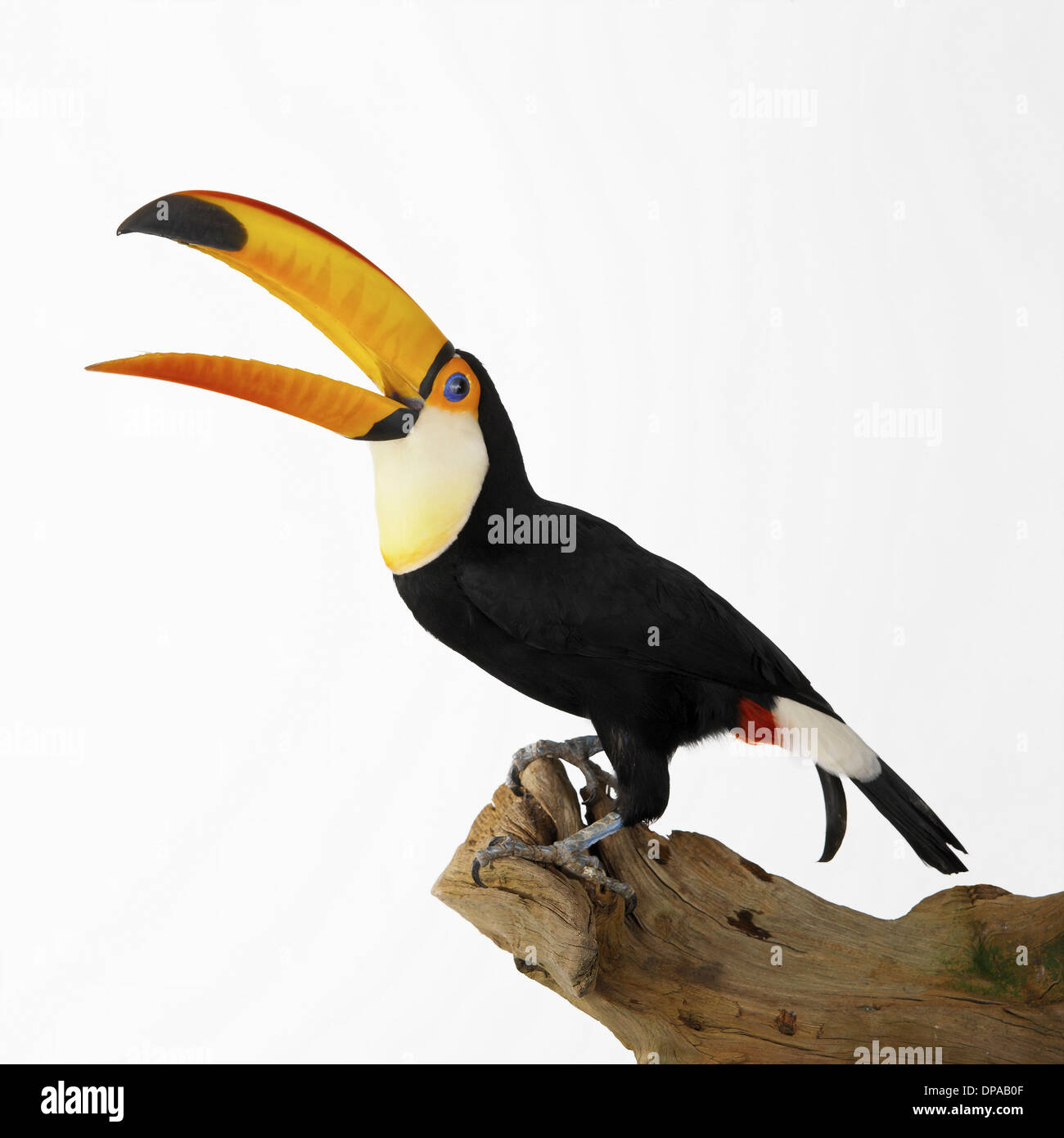 Toco toucan hi-res stock photography and images - Alamy