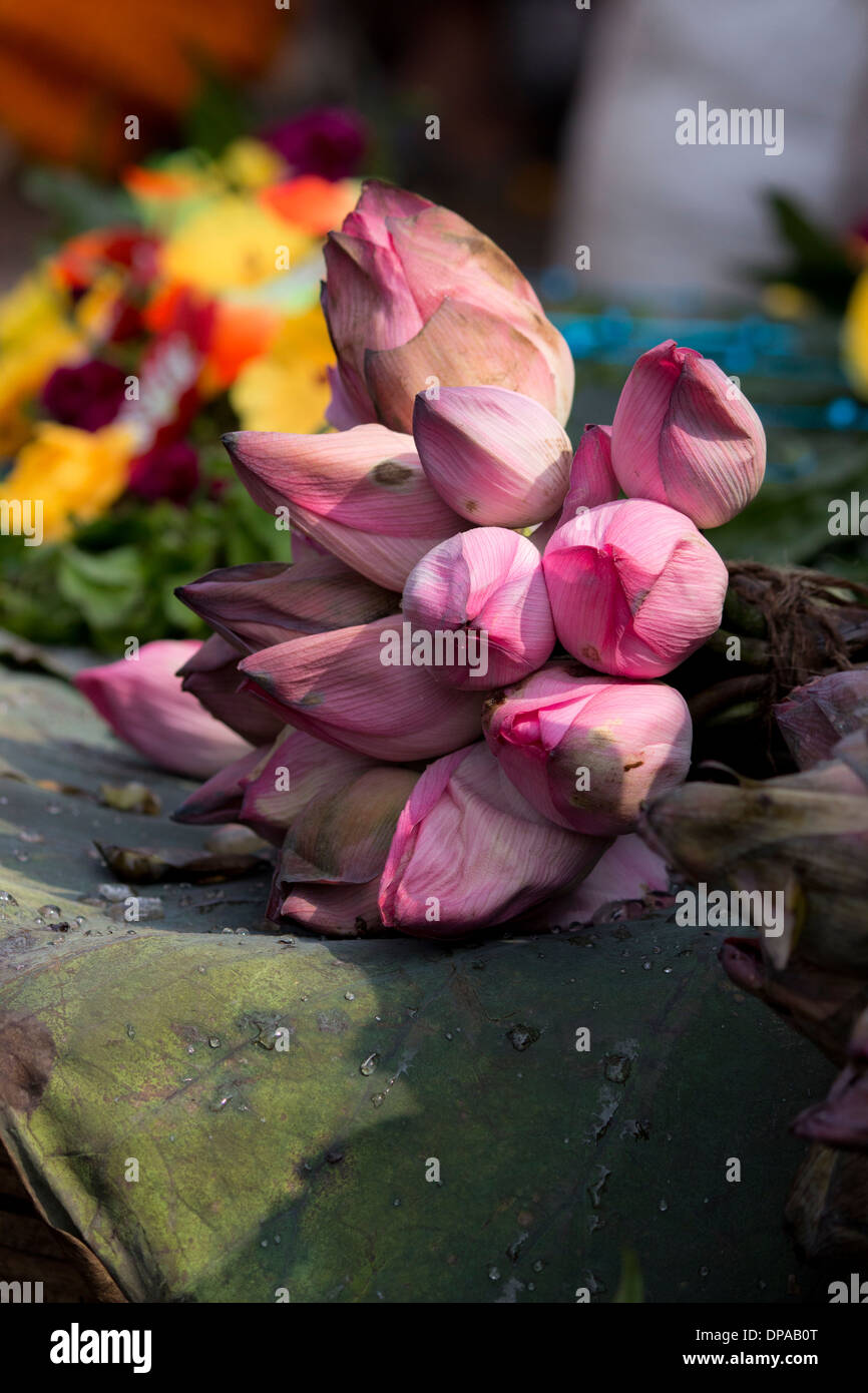 Padma flower hi-res stock photography and images - Alamy