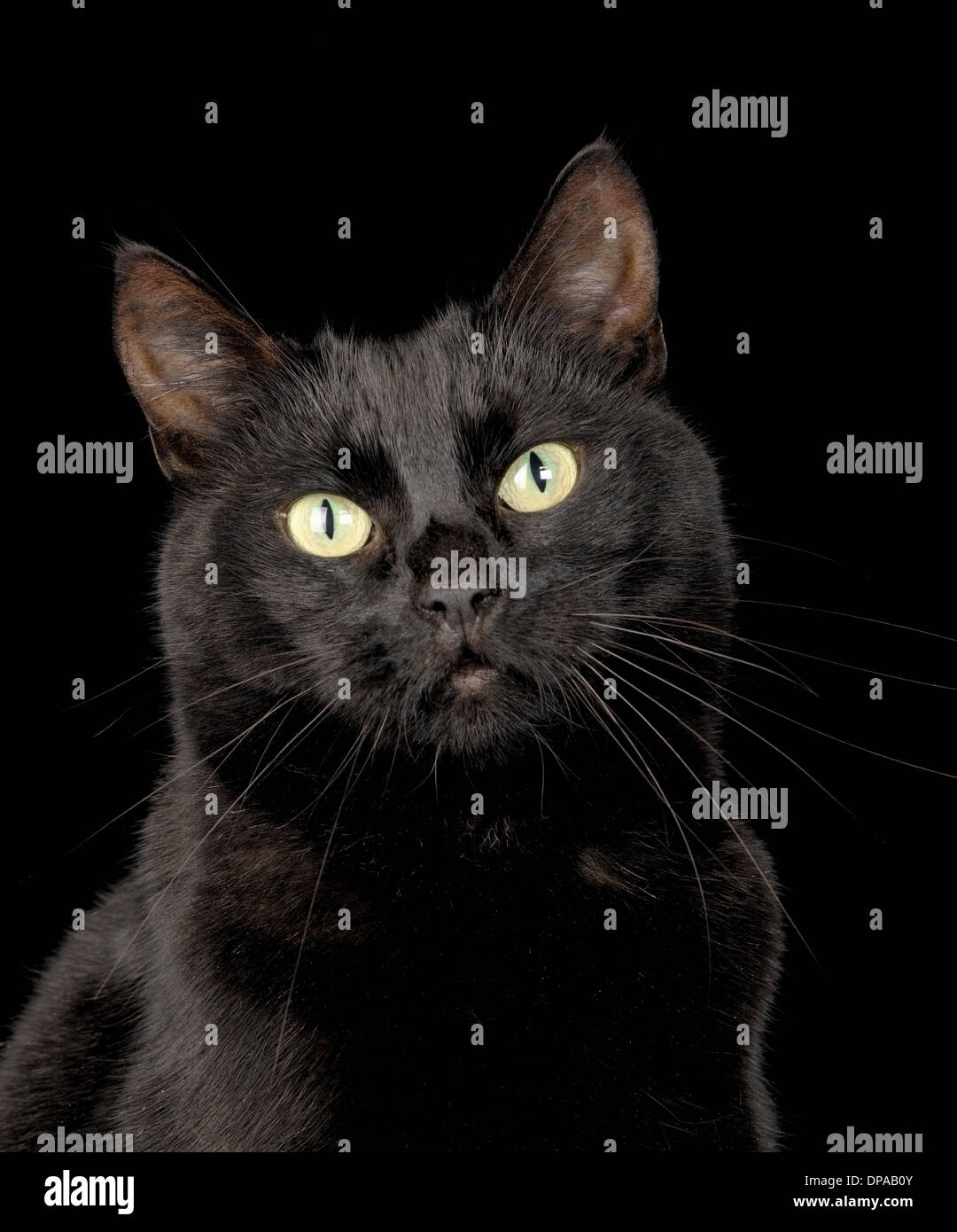 Black_cat hi-res stock photography and images - Alamy