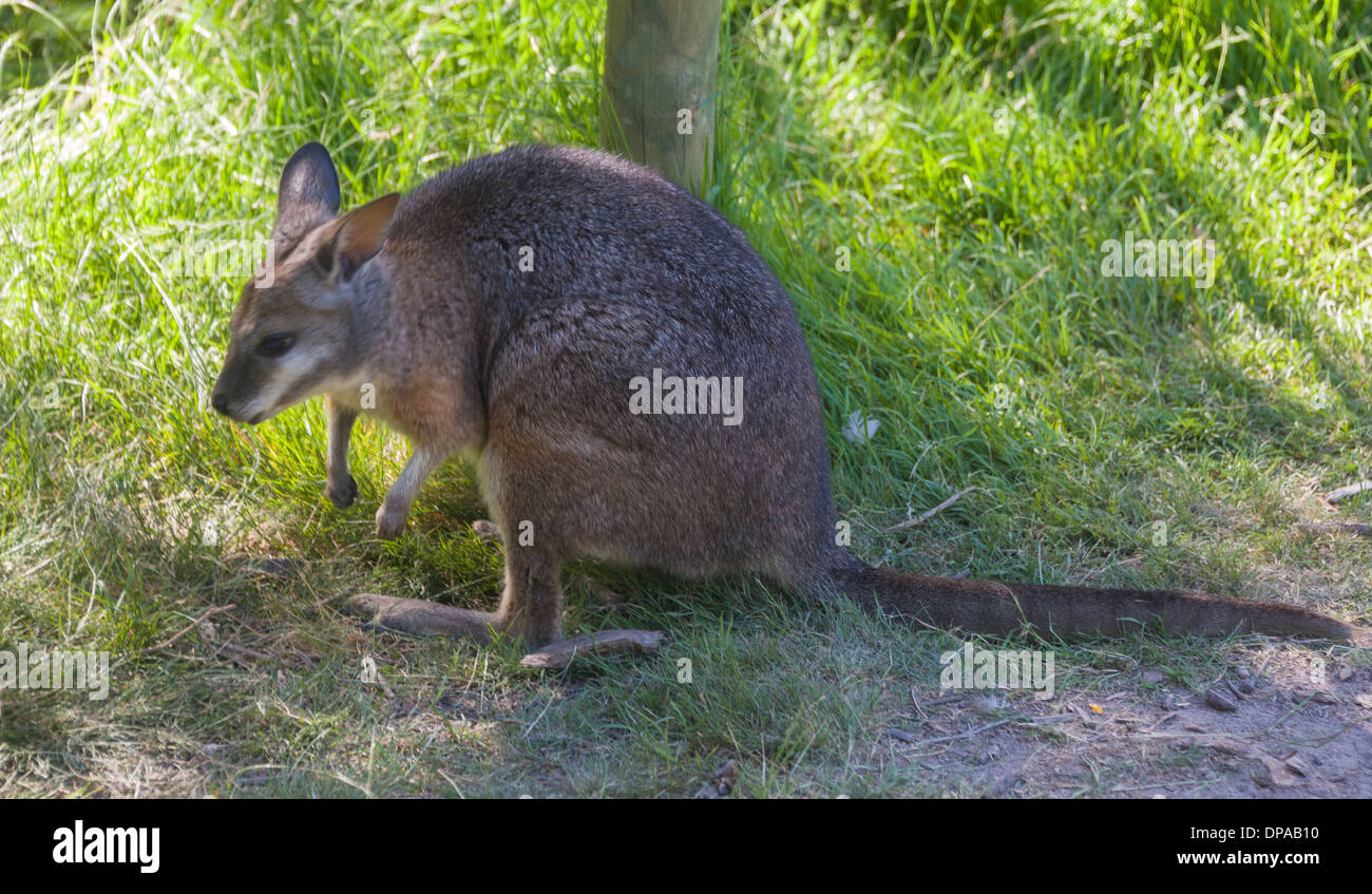 Australian red kangaroo little hi-res stock photography and images - Alamy
