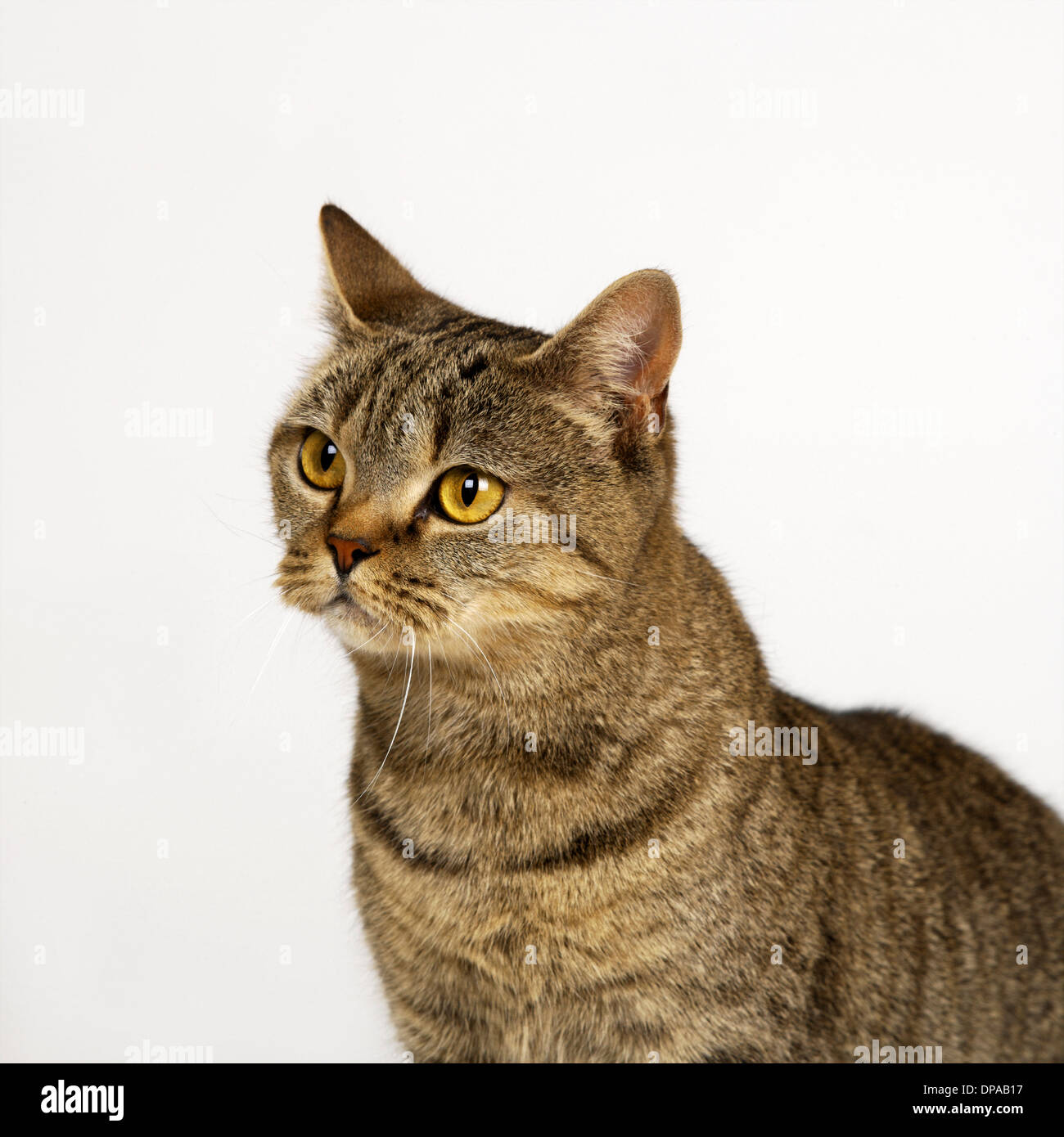 Spotted hair hi-res stock photography and images - Alamy