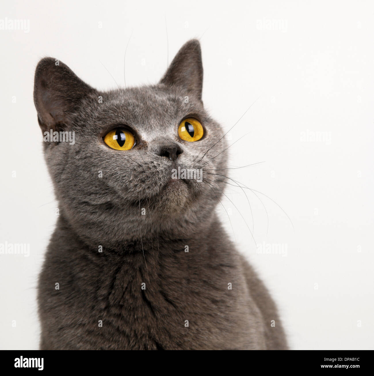 British blue short hair hi-res stock photography and images - Alamy