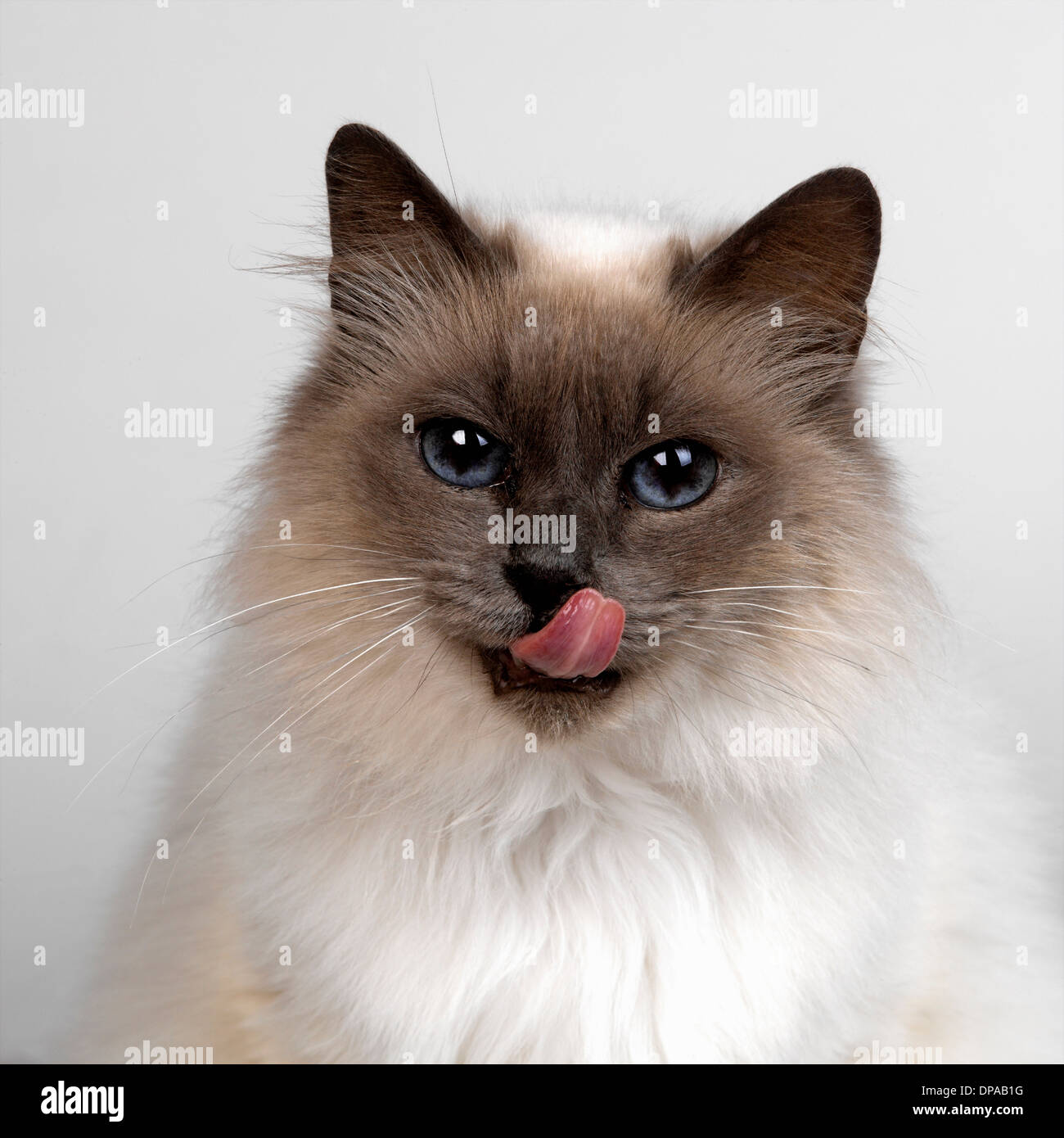 Birman cat hi-res stock photography and images - Alamy