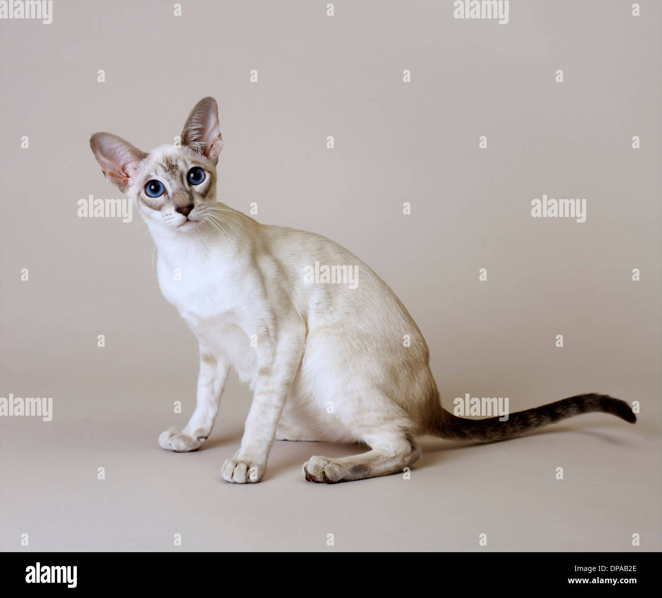 Blue point siamese cat hi-res stock photography and images - Alamy