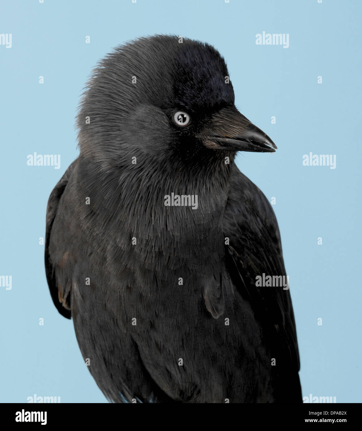 Jackdaw feather hi-res stock photography and images - Alamy