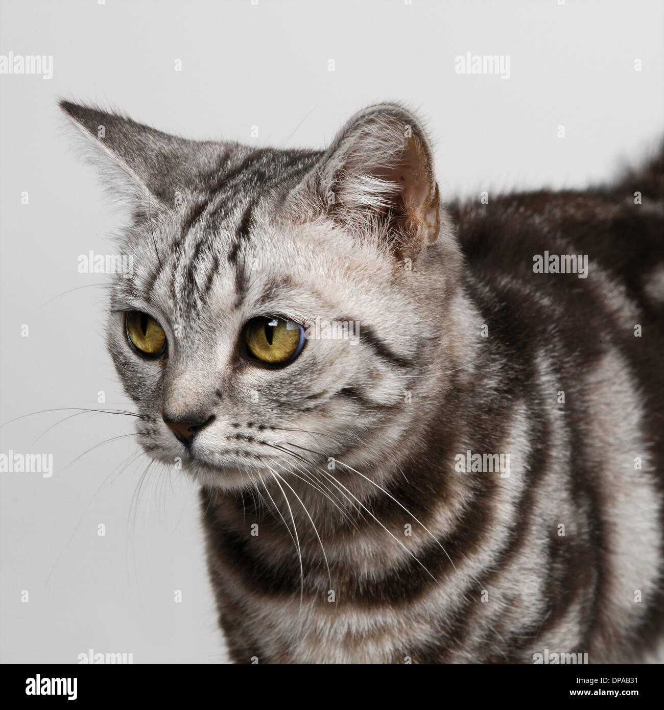 Silver Mackerel Tabby Cat