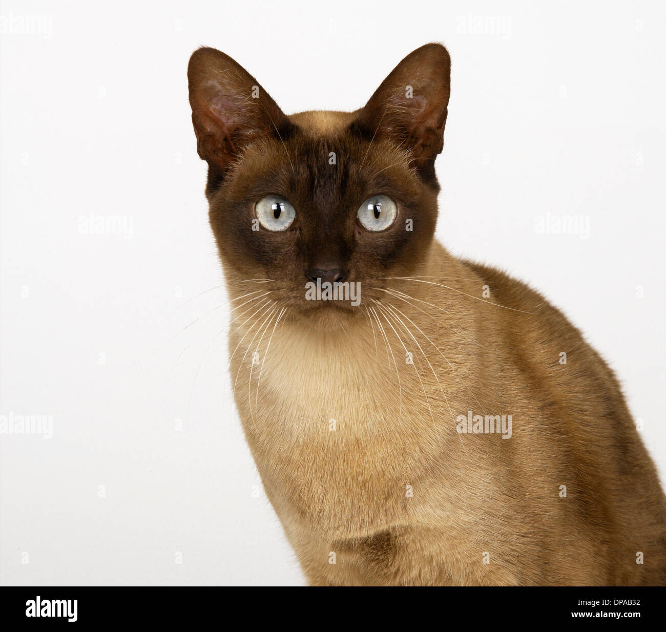 Tonkinese High Resolution Stock Photography and Images - Alamy