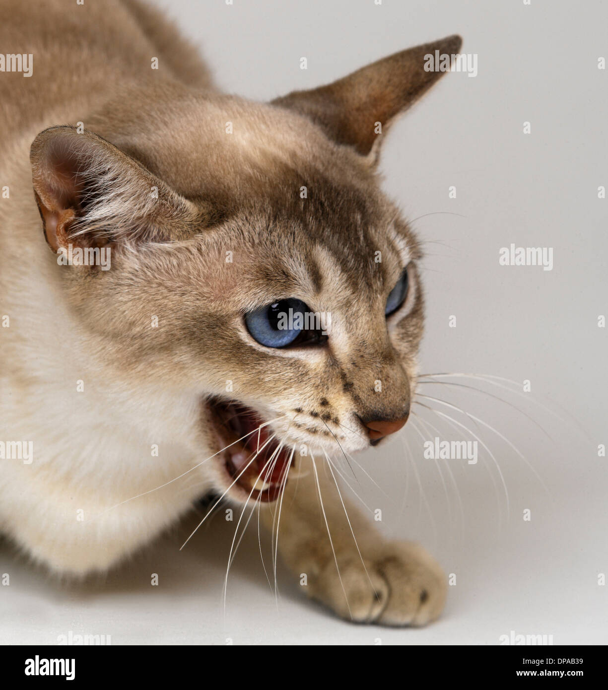 Hissing hi-res stock photography and images - Alamy