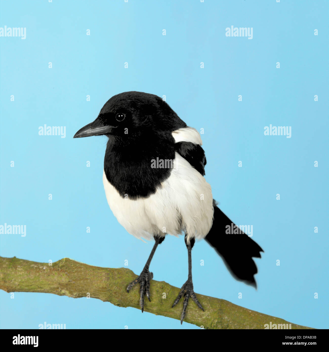 Magpie hi-res stock photography and images - Alamy