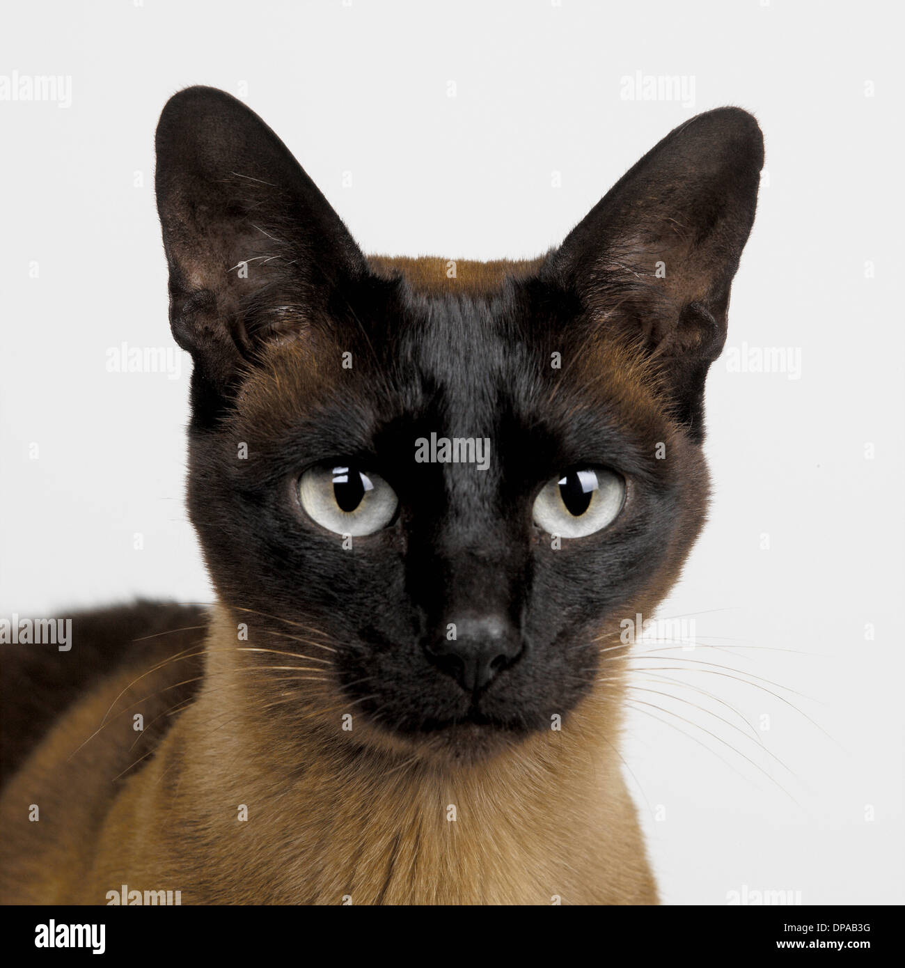Tonkinese brown hi-res stock photography and images - Alamy