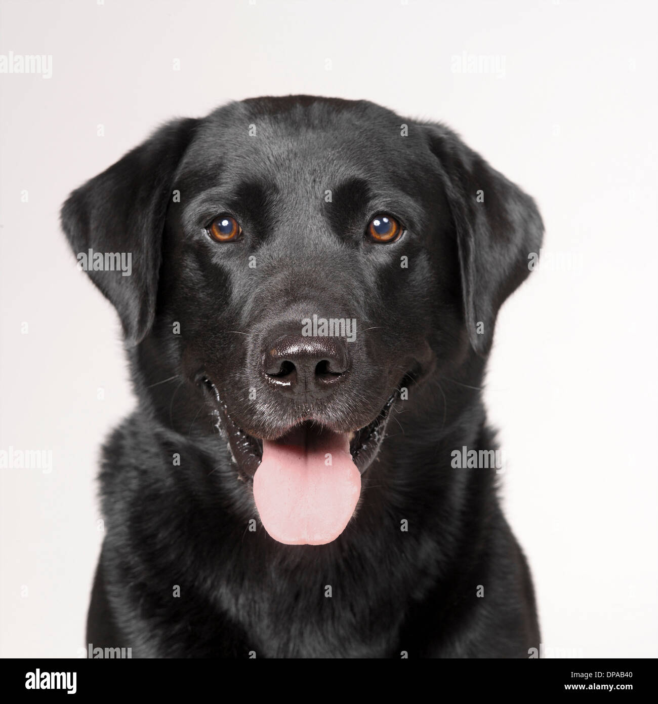 Black labrador head close up hi-res stock photography and images - Alamy