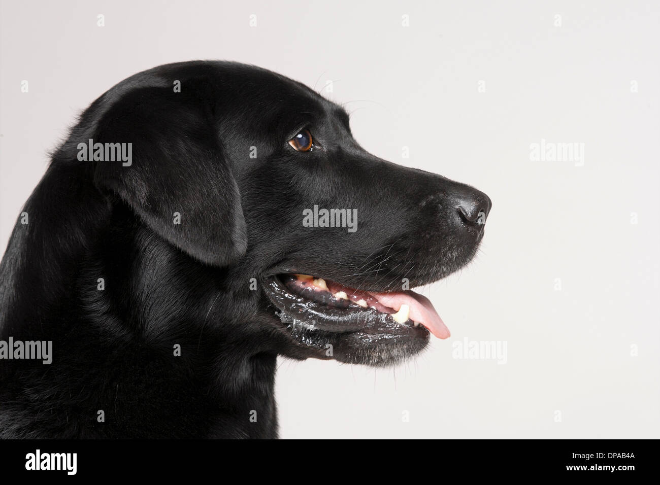Labrador Side Profile High Resolution Stock Photography and Images - Alamy