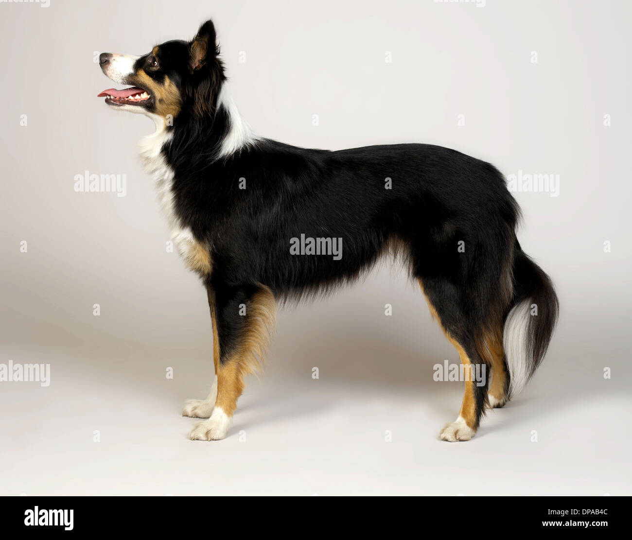 Border collie side view hi-res stock photography and images - Alamy