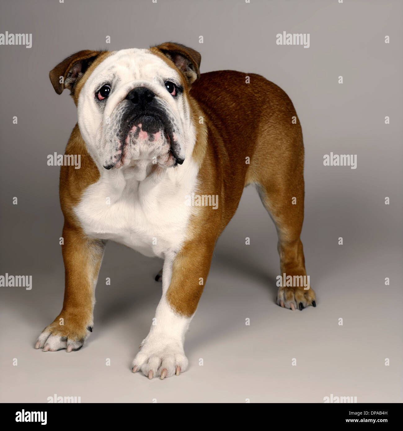 British bulldog hi-res stock photography and images - Alamy