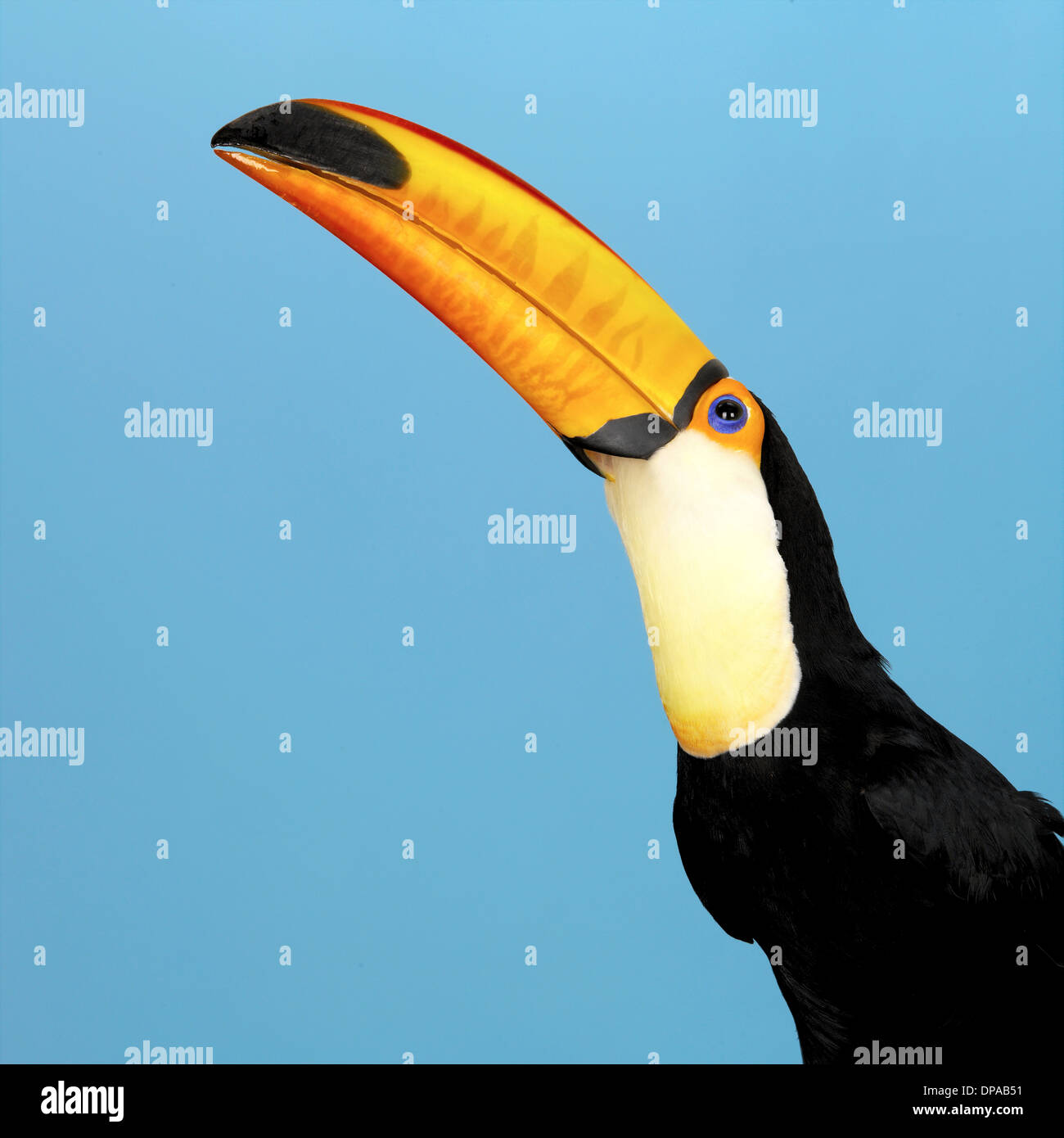 Toucan hi-res stock photography and images - Alamy
