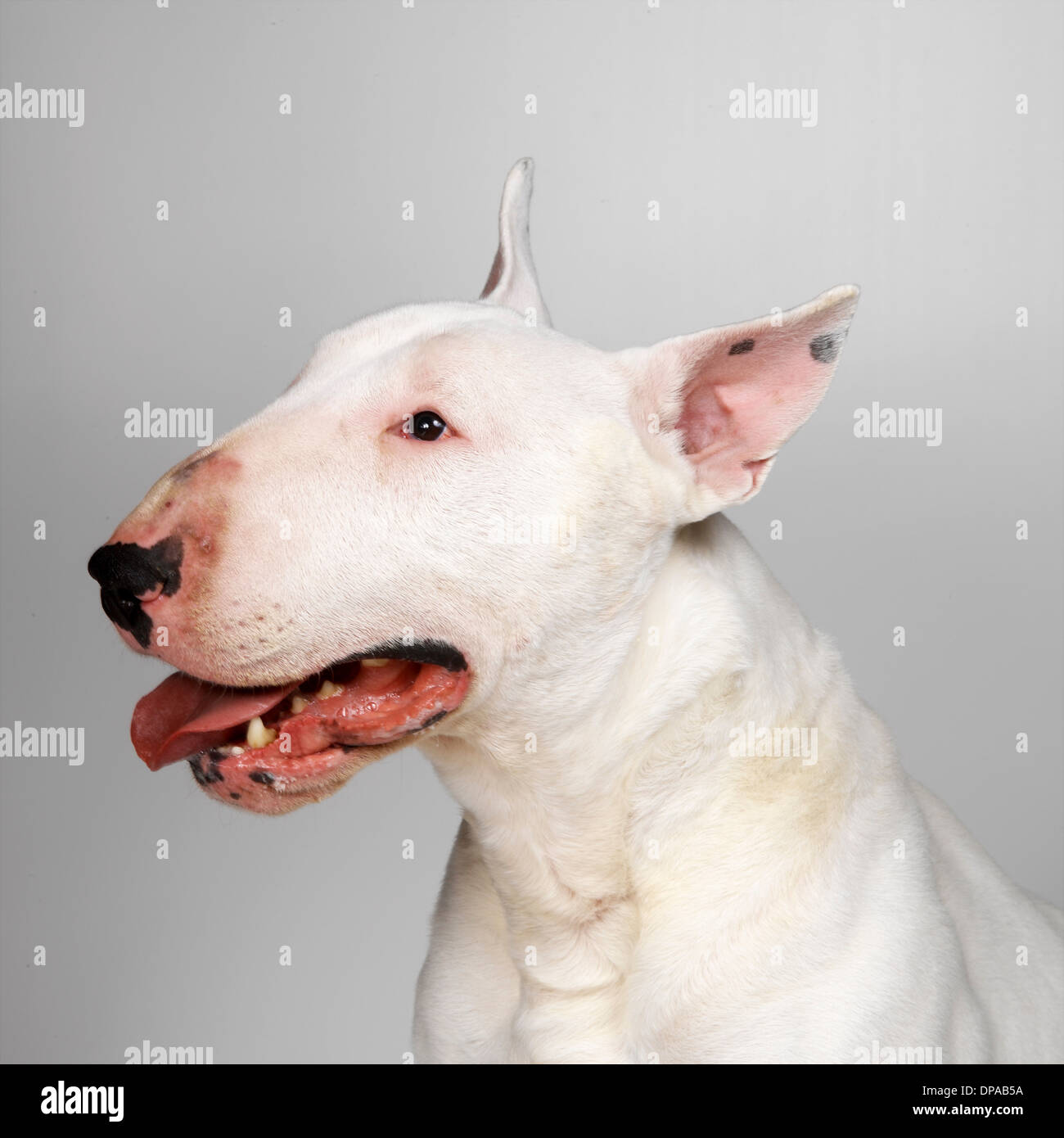 What Is Bull Terrier Trancing