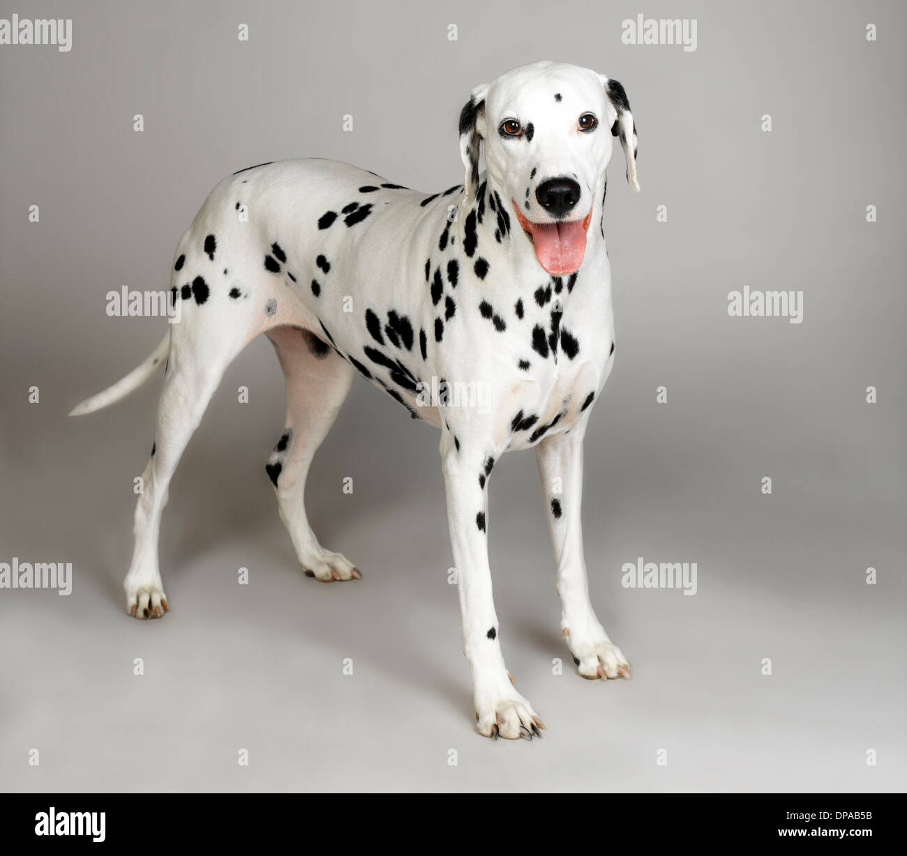 Dalmatian gray hi-res stock photography and images - Alamy
