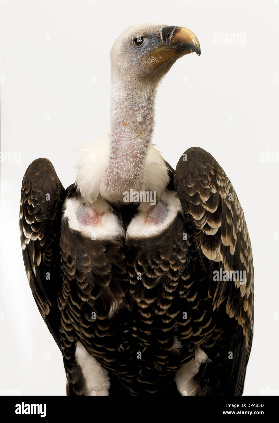 Beauty of vulture hi-res stock photography and images - Alamy