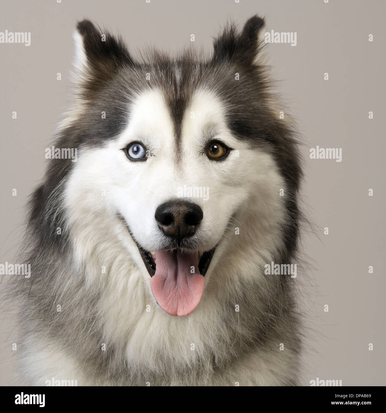 Husky head shot hi-res stock photography and images - Alamy