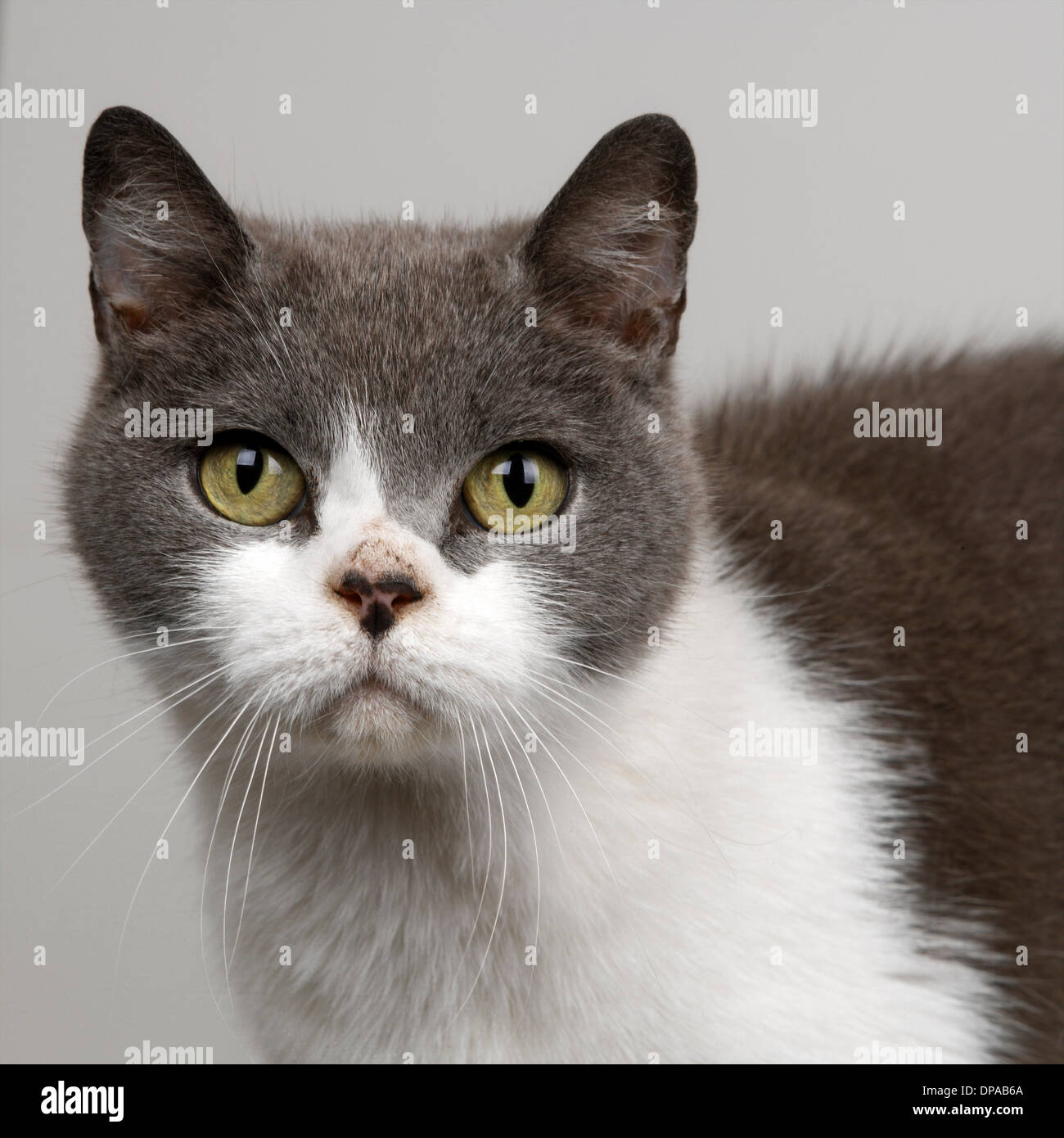 British Short Haired blue and white cat Stock Photo - Alamy