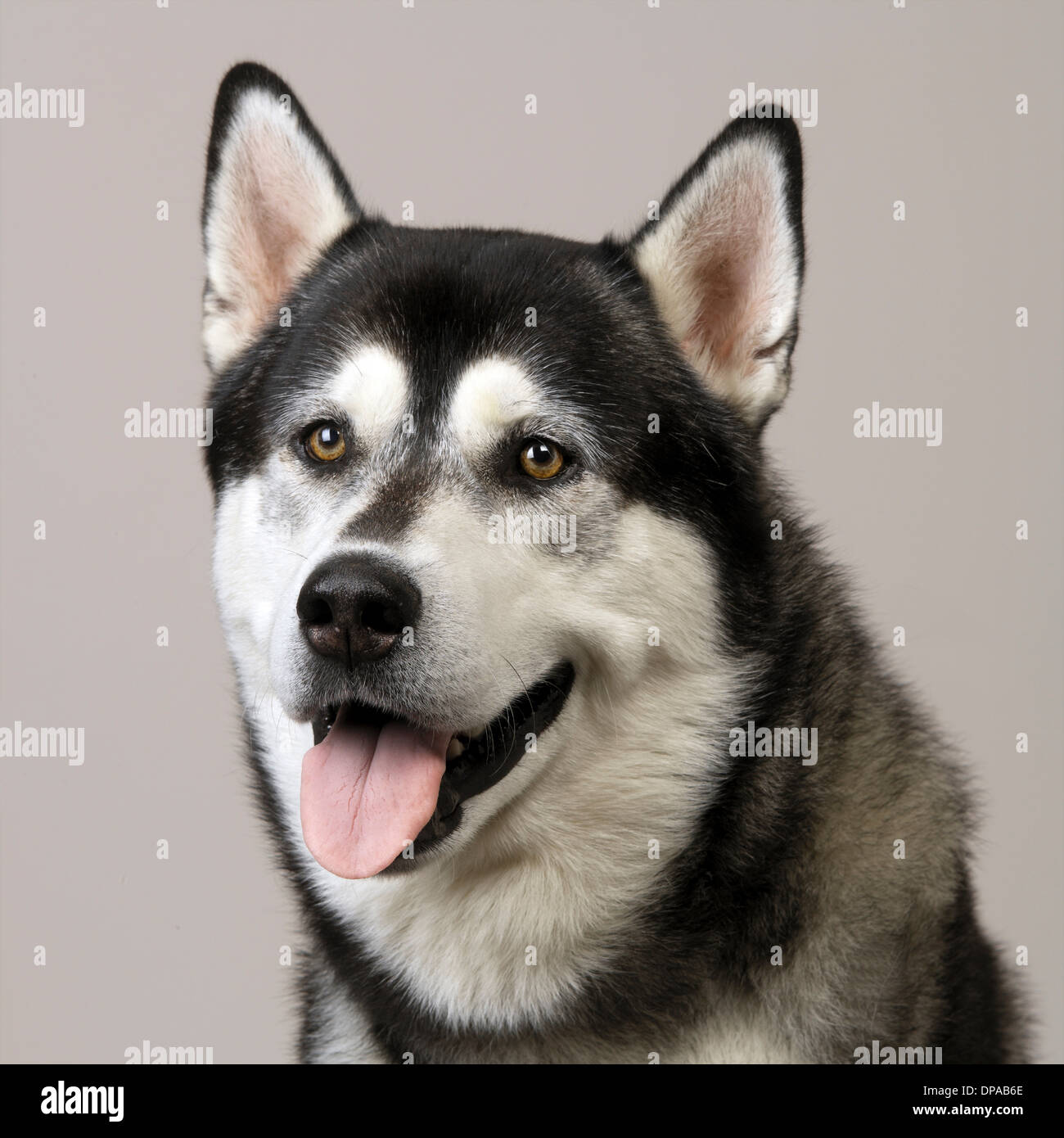 Husky head shot hi-res stock photography and images - Alamy