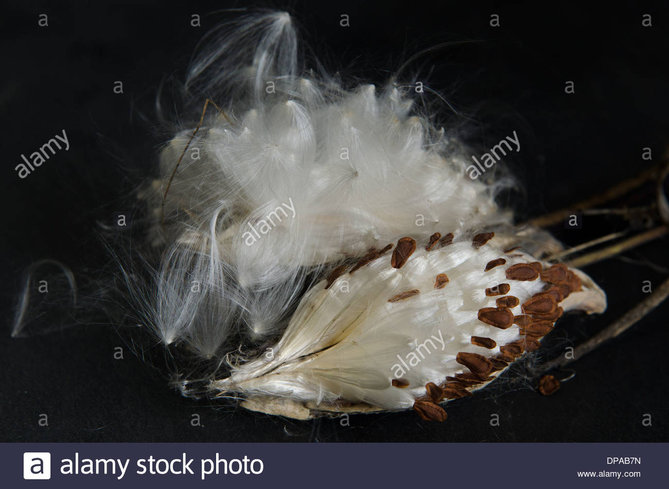 Milk Weed High Resolution Stock Photography and Images - Alamy