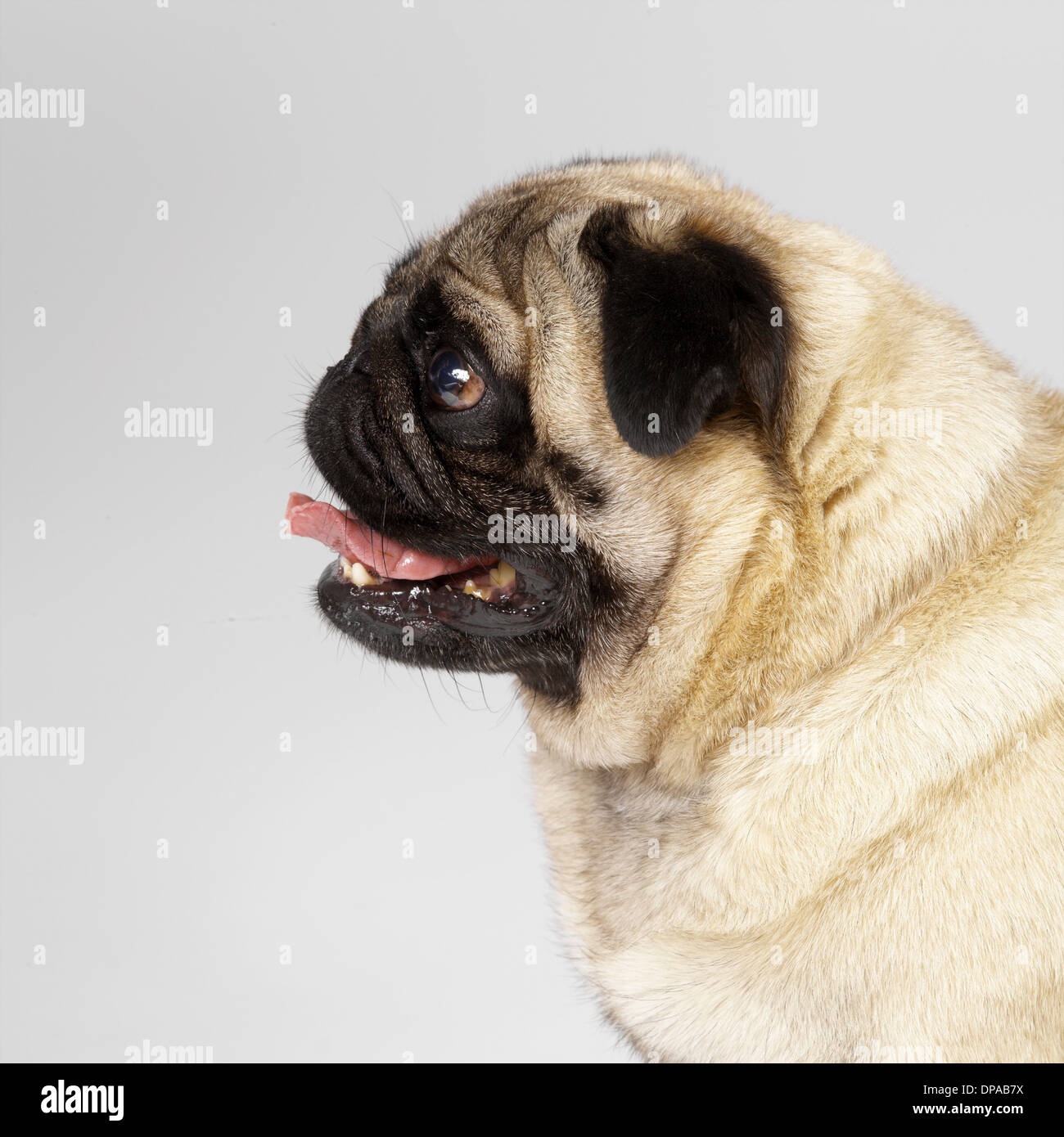 Pug with tongue sticking out hi-res stock photography and images - Alamy