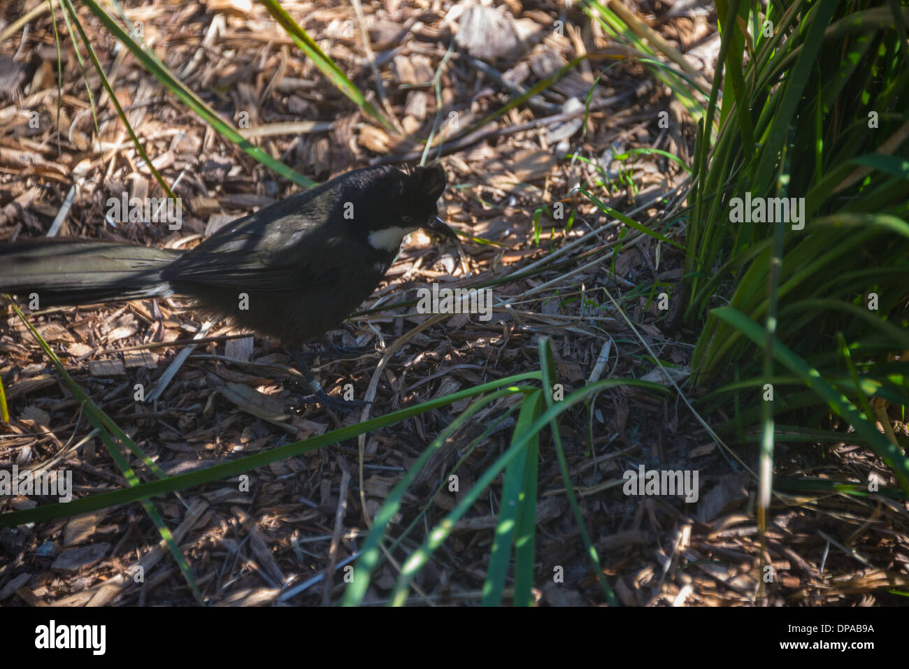 Australian wetland birds willy wagtail bird black and white alone in ...