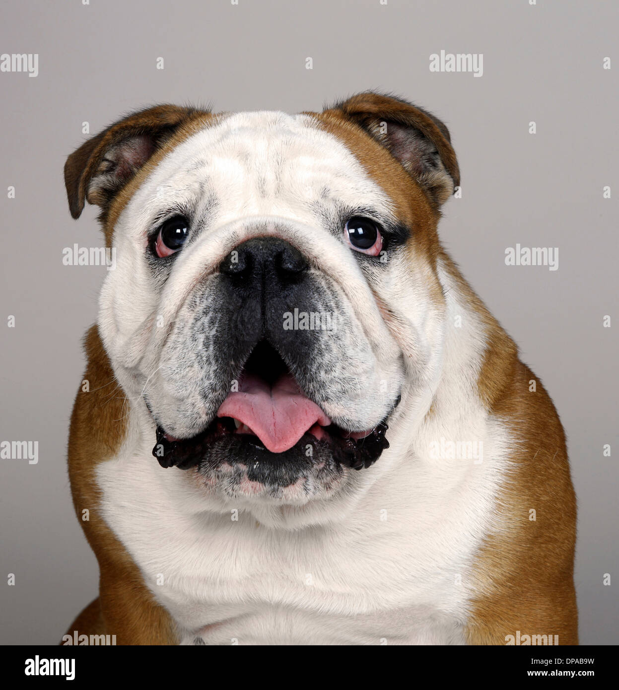 Portrait of British Bulldog Stock Photo - Alamy