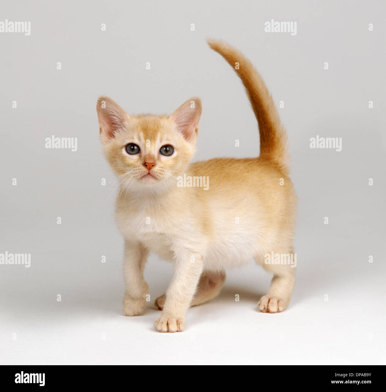 Kitten hi-res stock photography and images - Alamy