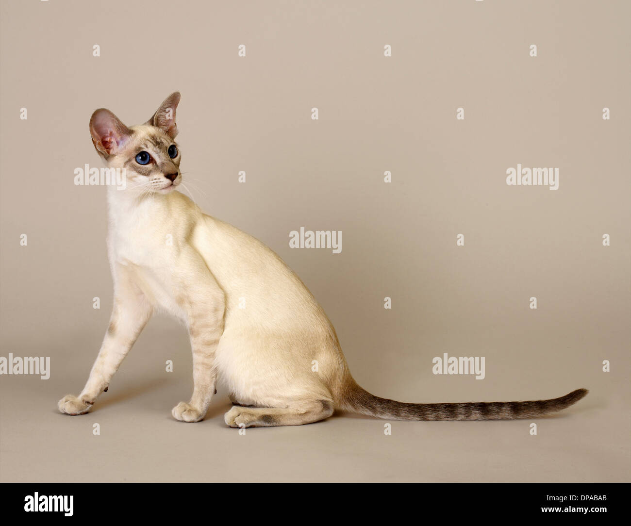 Blue point siamese cat hi-res stock photography and images - Alamy