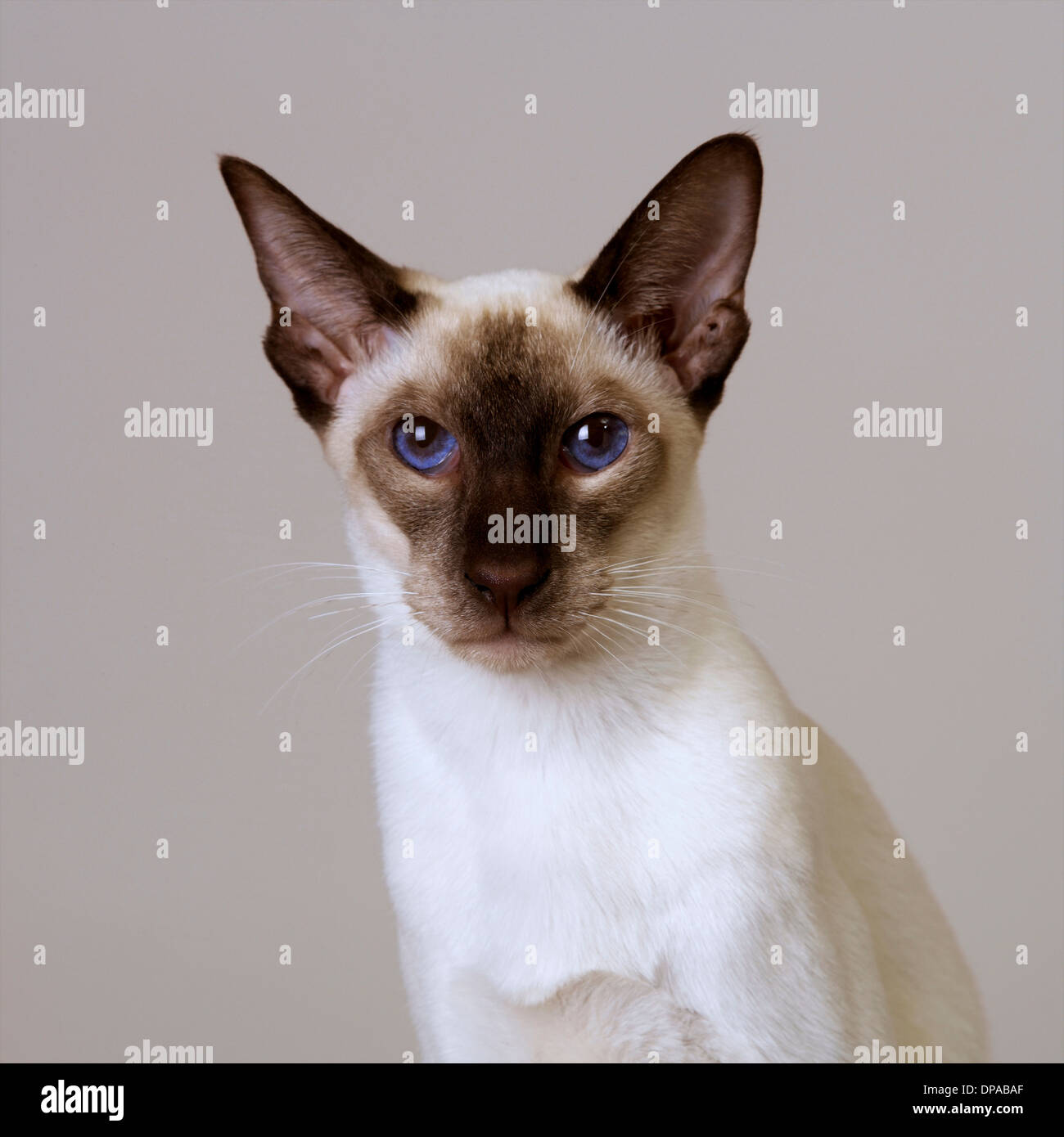 Seal point siamese cat hi-res stock photography and images - Alamy