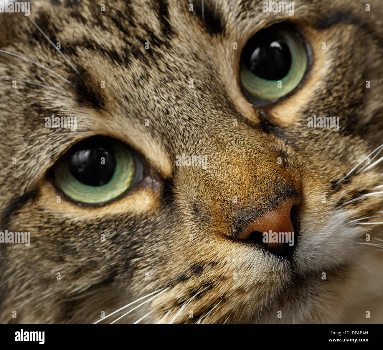 Cats eye close up hi-res stock photography and images - Alamy