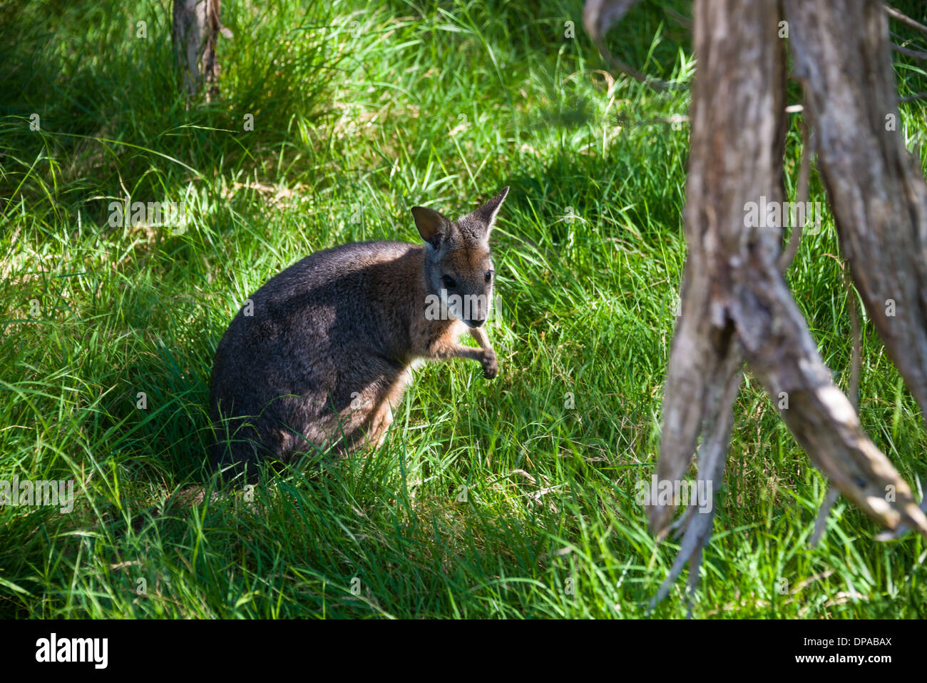 Australian Red Kangaroo and the little Wallaby in the grass and bush ...