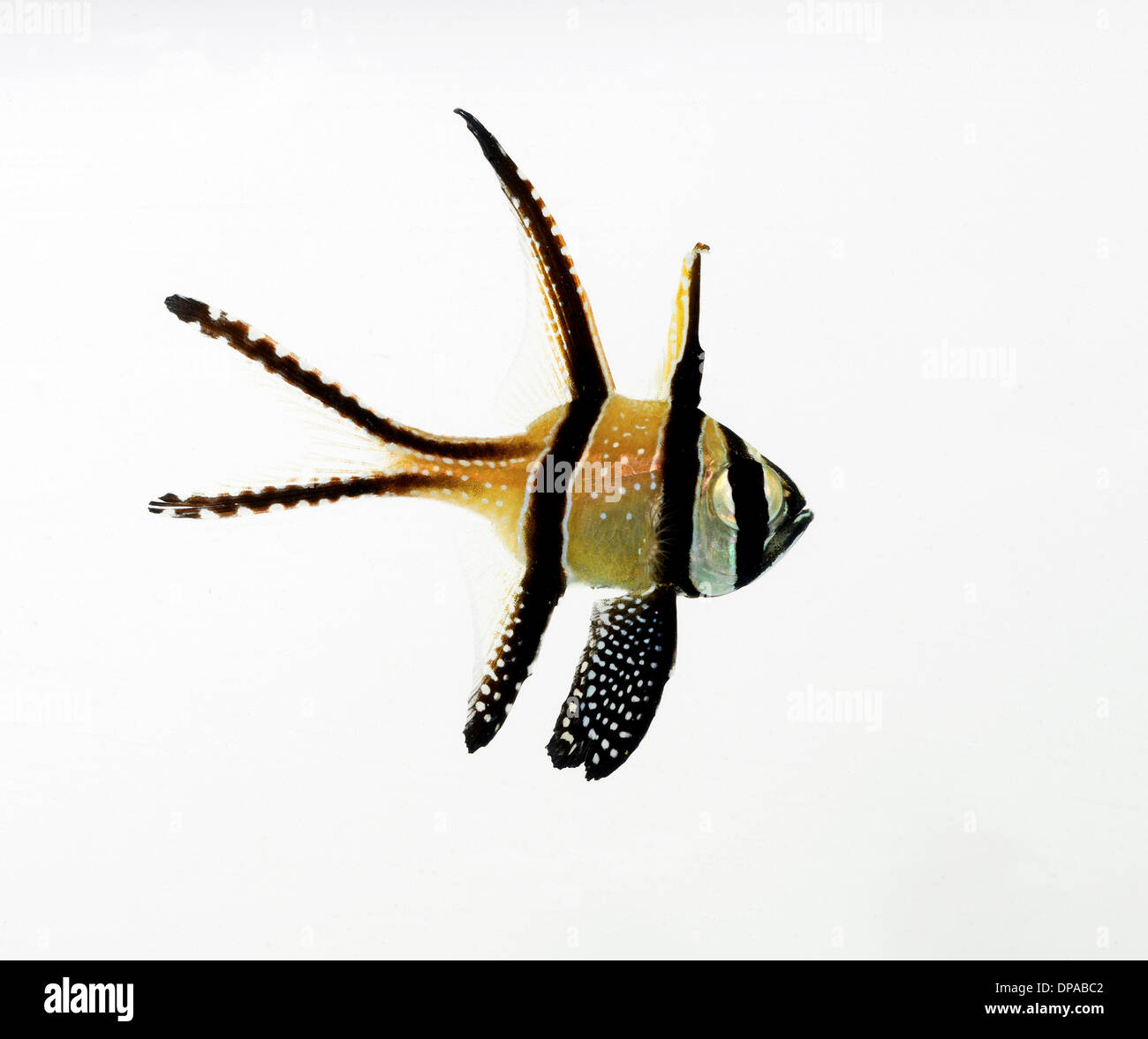 Tropical cardinalfish hi-res stock photography and images - Alamy
