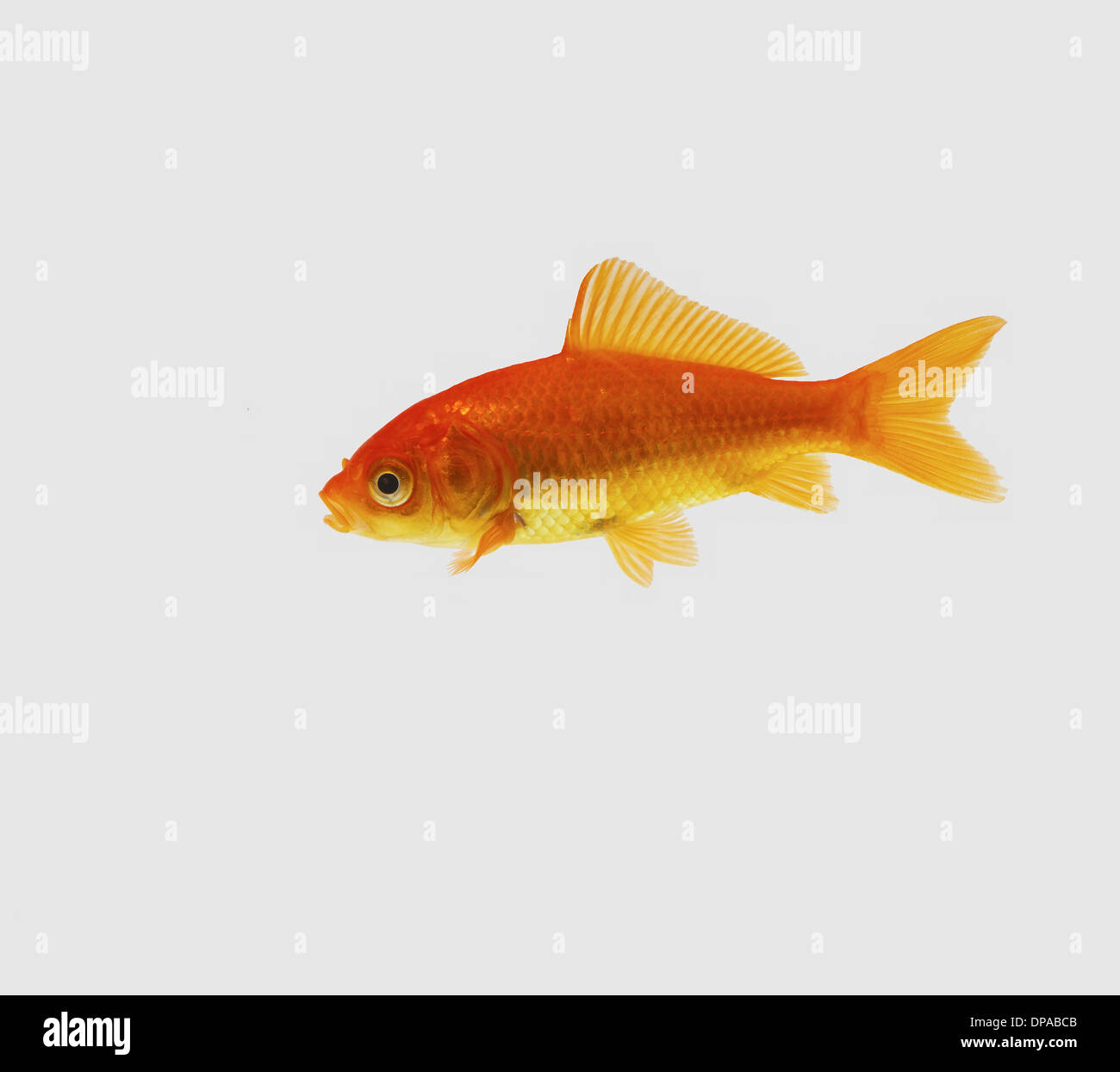 Goldfish hi-res stock photography and images - Alamy