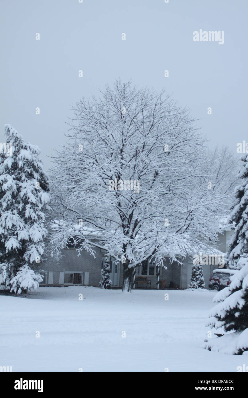Fresh snow covering trees in front of a home in a residential area ...