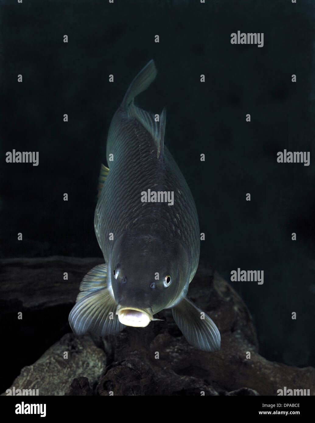 Black carp hi-res stock photography and images - Alamy