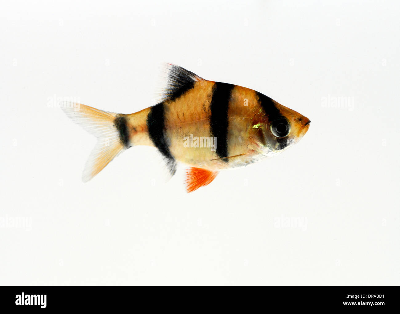 White tiger swimming Cut Out Stock Images & Pictures - Alamy