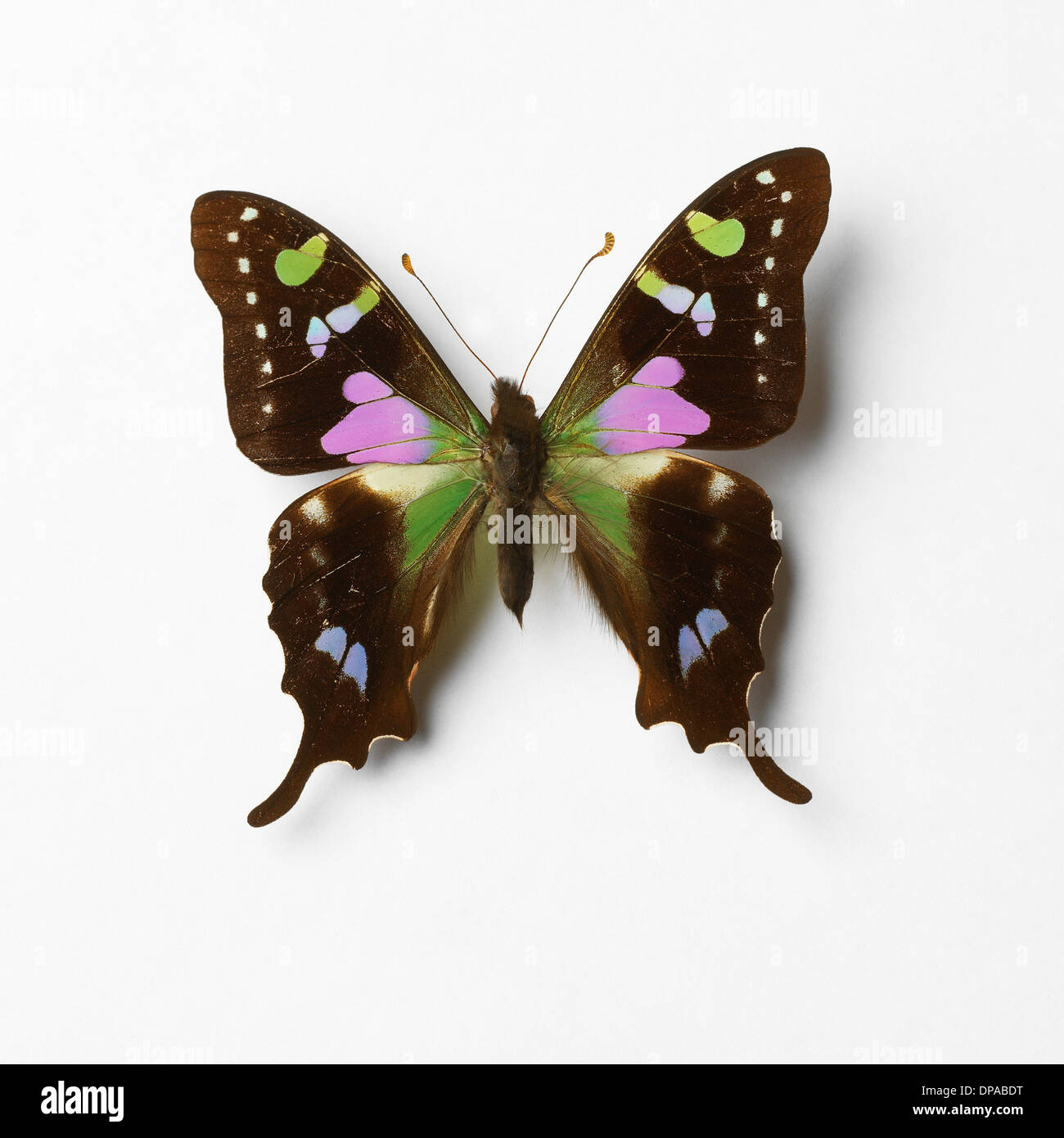 Butterfly full view hi-res stock photography and images - Alamy