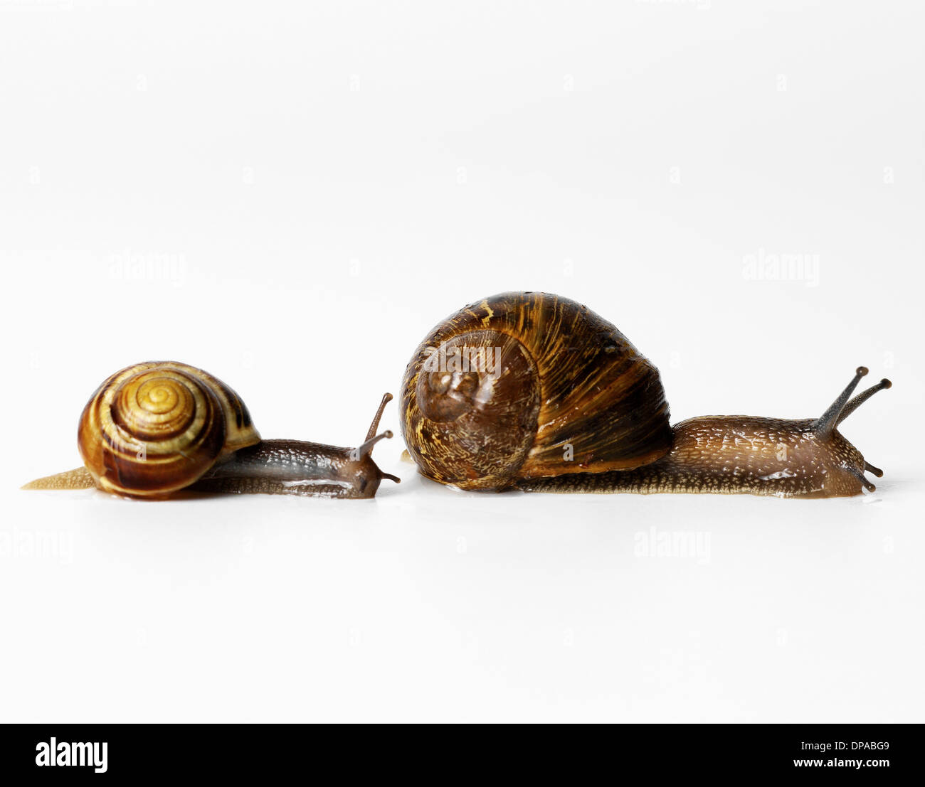 Snails close up Cut Out Stock Images & Pictures - Alamy