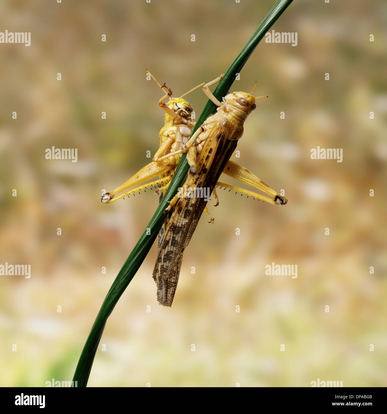 Locusts hi-res stock photography and images - Alamy