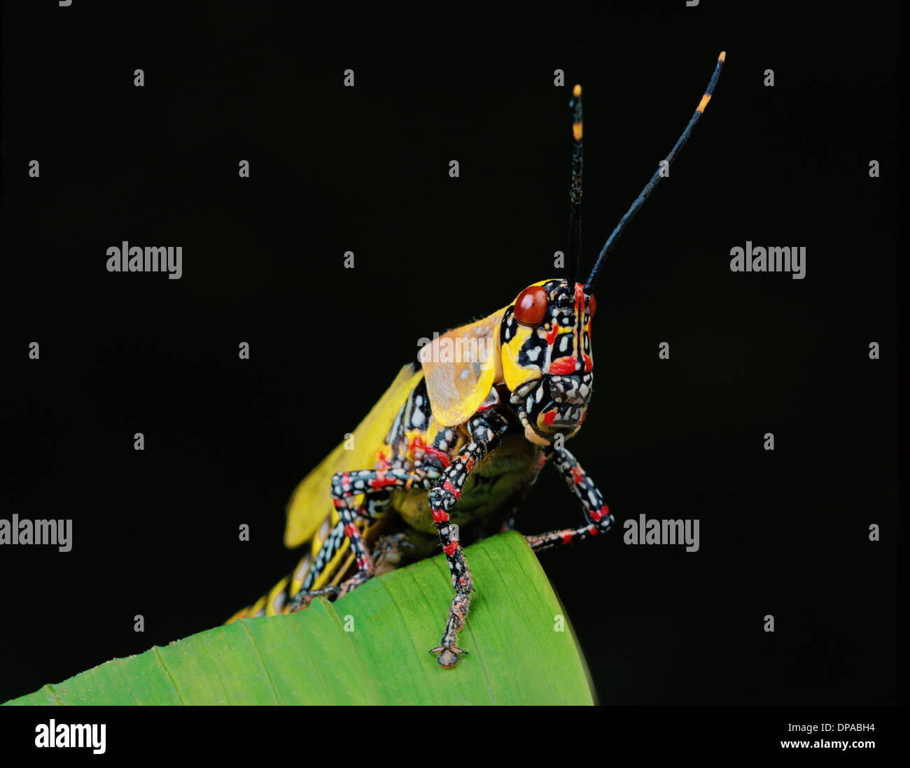 Multi colored hi-res stock photography and images - Alamy