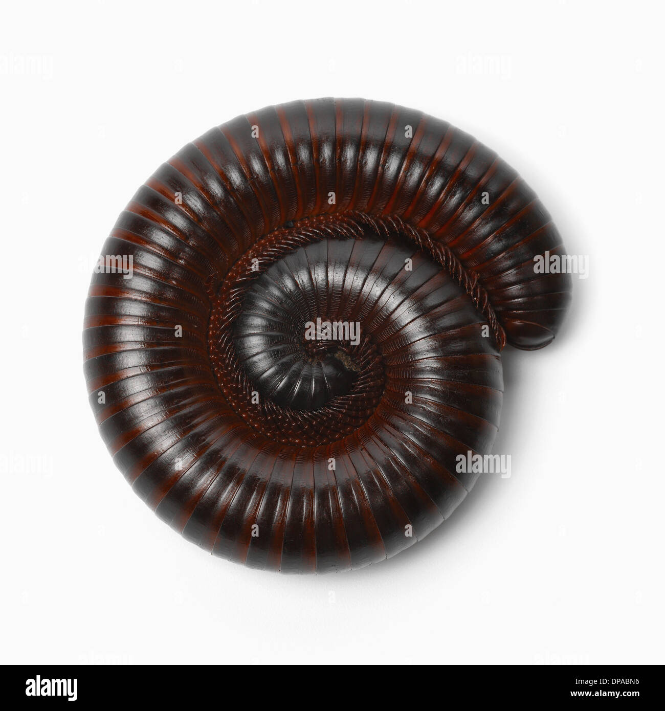 Angle view rolled up Cut Out Stock Images & Pictures - Alamy