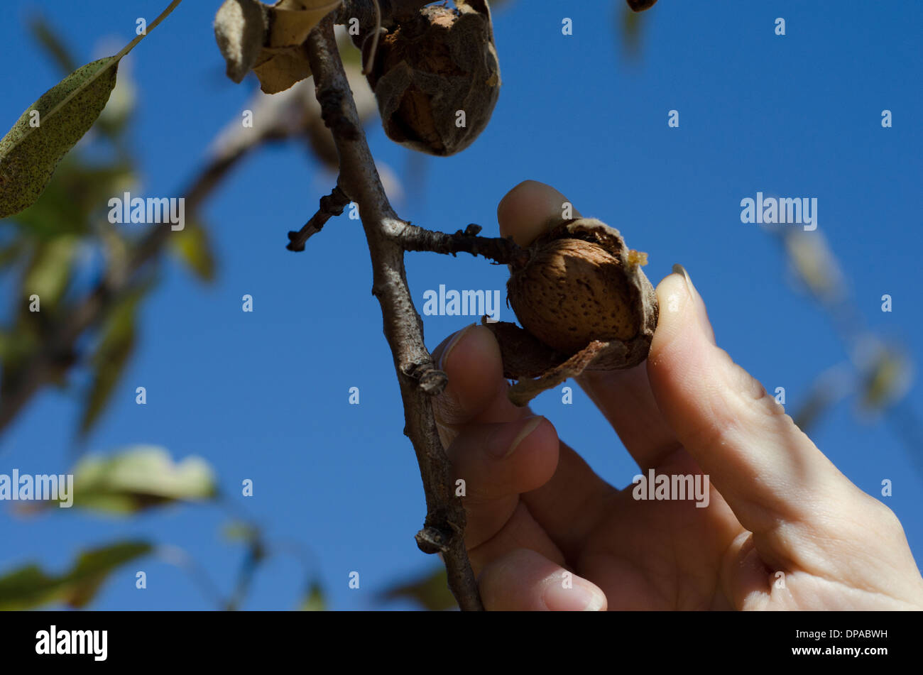 Picking an Almond from the tree with blue sky in the background Stock ...