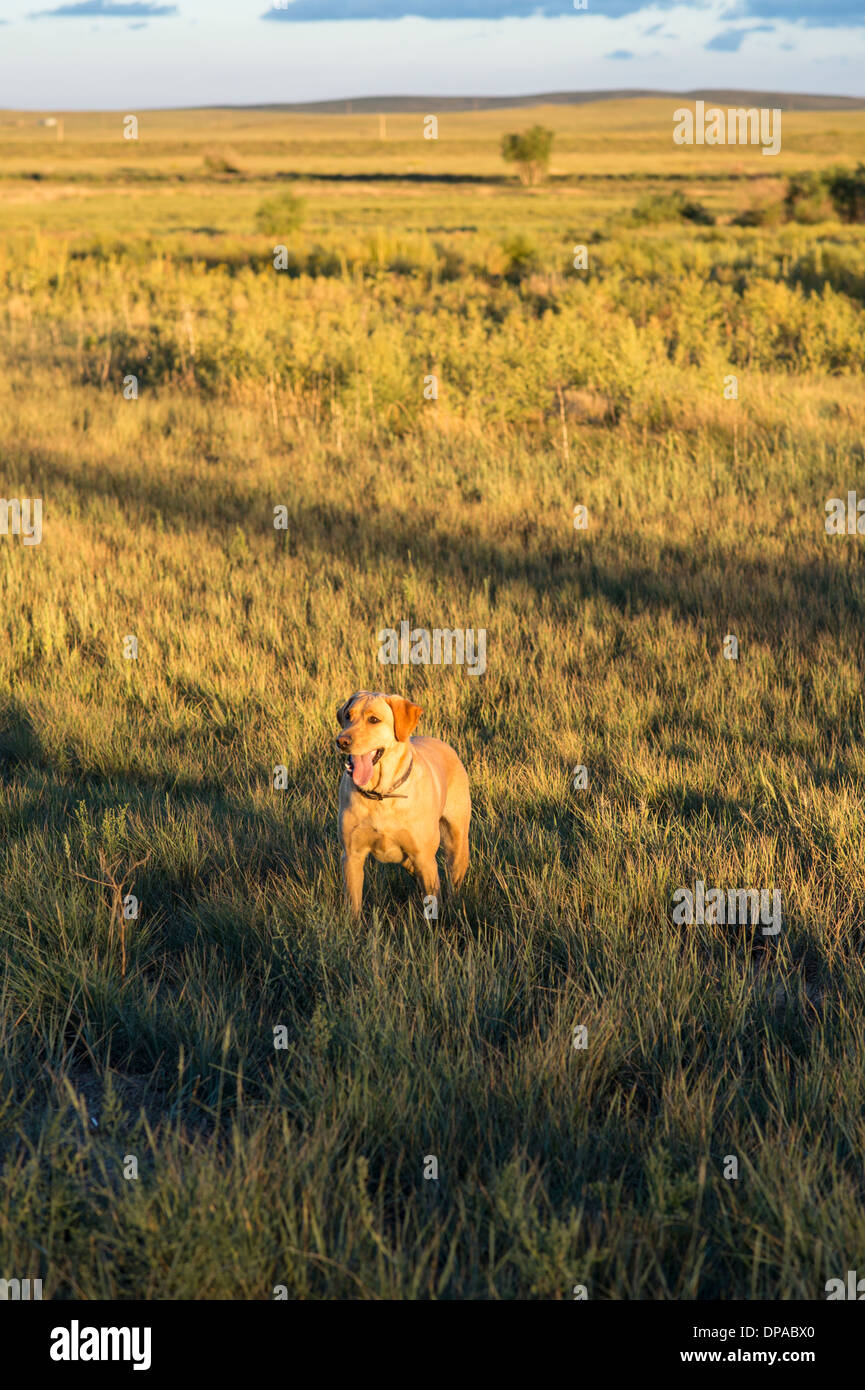 Labrador retriever hunting hi-res stock photography and images - Alamy