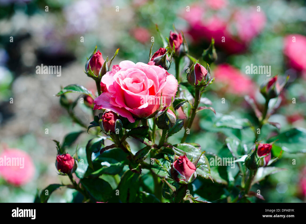 Pristine pink roses in an English garden Stock Photo - Alamy
