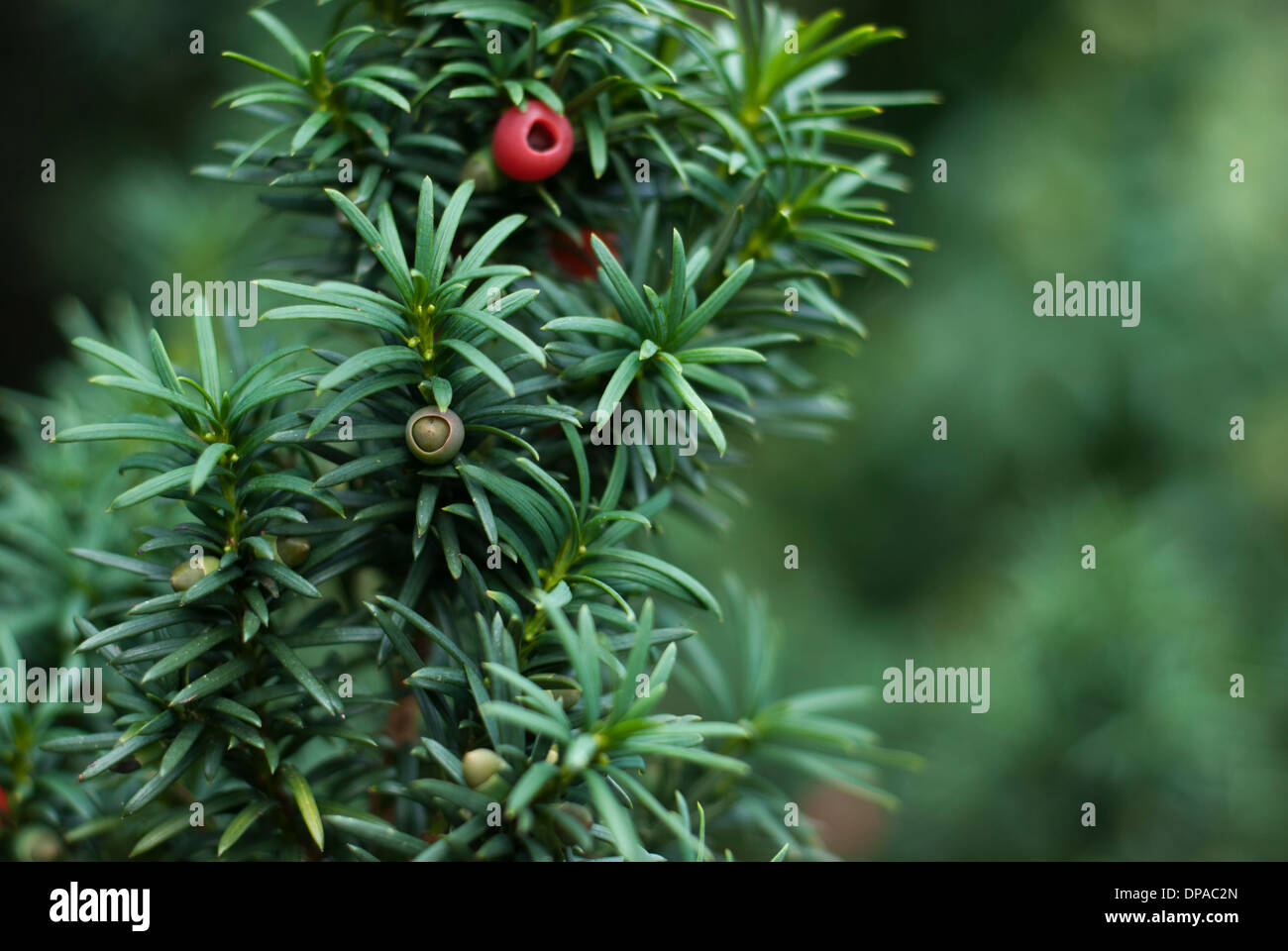 Yew branch and berries hi-res stock photography and images - Alamy