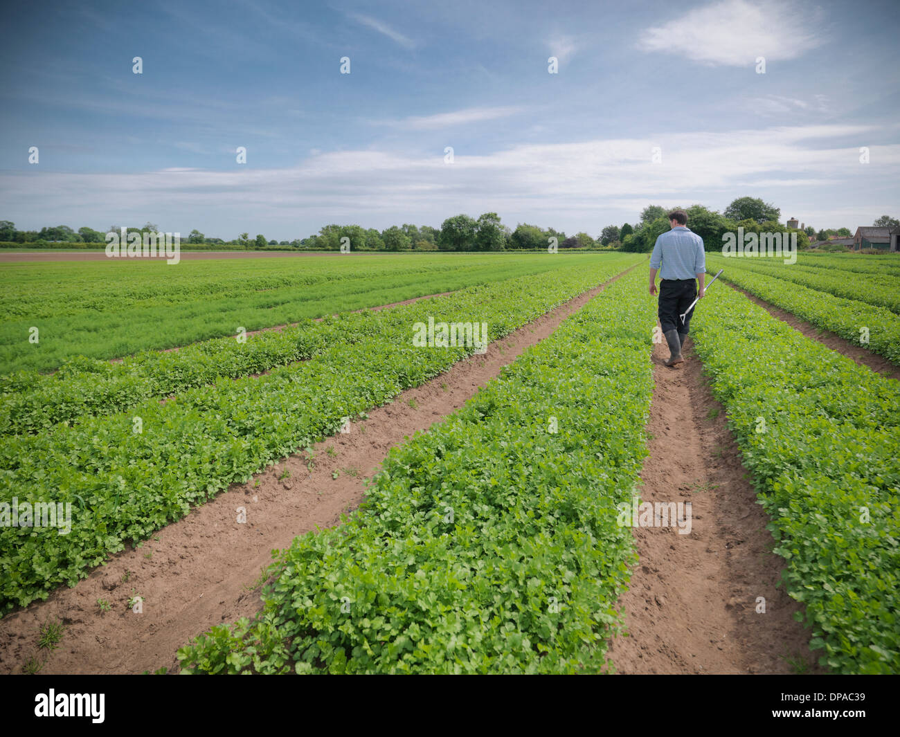 Farm crops field hi-res stock photography and images - Alamy